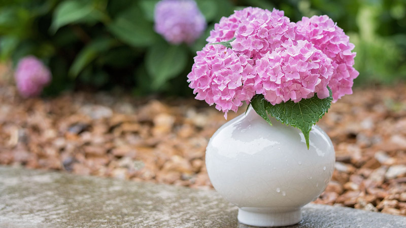 Гортензія мітловидна (хуртовина): особливості вирощування | SebWeo